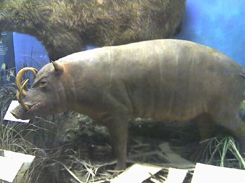 Pig - New World Encyclopedia