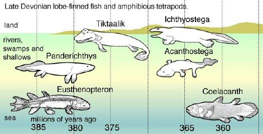 Coelacanth - New World Encyclopedia