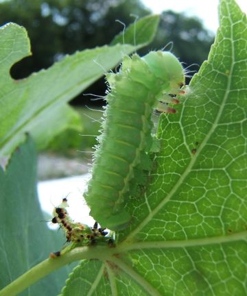 Molt - New World Encyclopedia