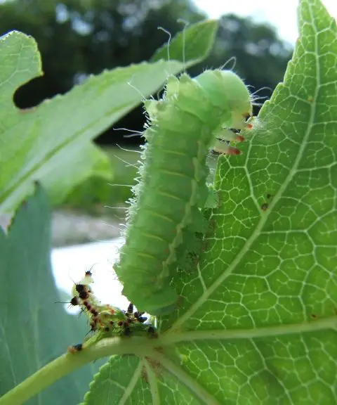 Molt - New World Encyclopedia