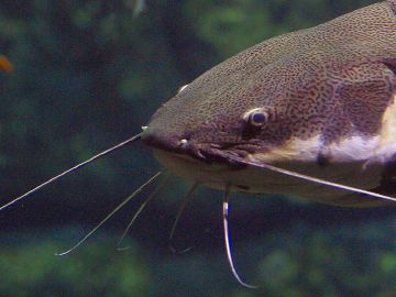 Catfish - New World Encyclopedia