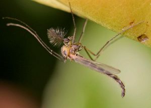 Midge - New World Encyclopedia