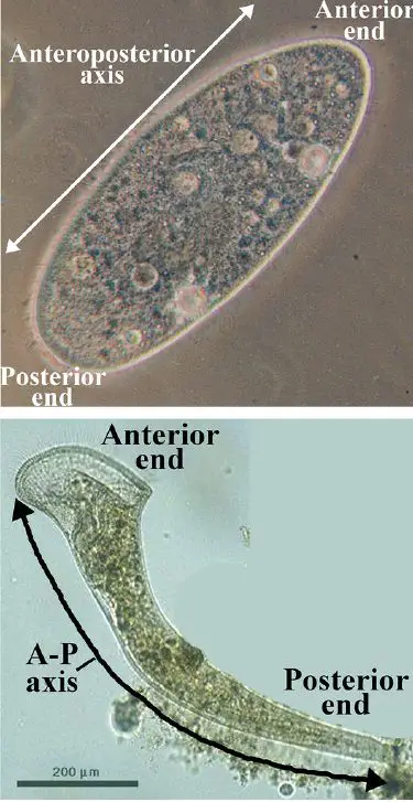Paramecium - New World Encyclopedia