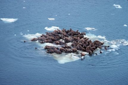 Bering Sea - New World Encyclopedia