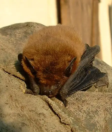 Bat - New World Encyclopedia