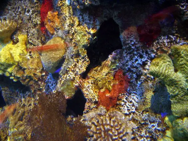 Coral - New World Encyclopedia