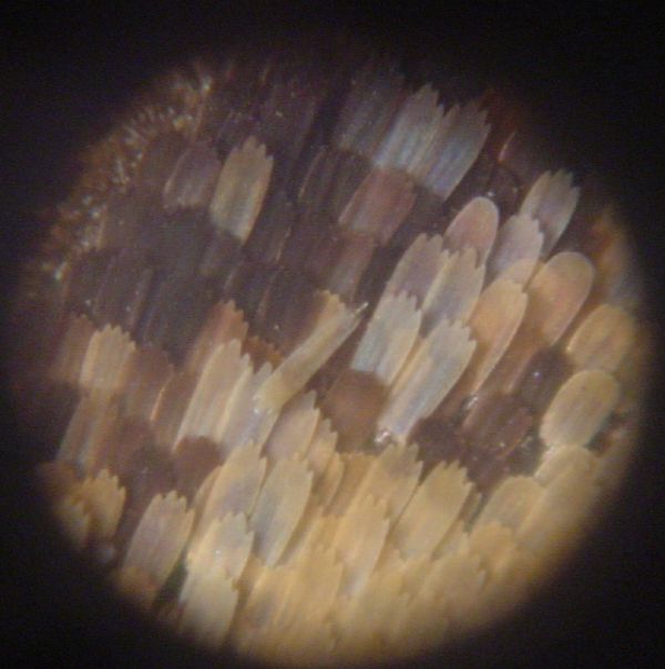 Butterfly - New World Encyclopedia