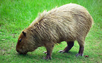 Capybara - New World Encyclopedia