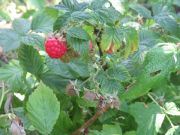 Raspberry - New World Encyclopedia