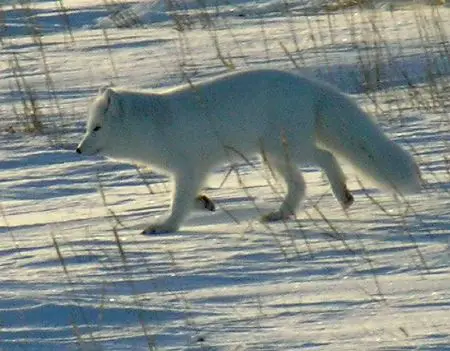 Canidae - New World Encyclopedia