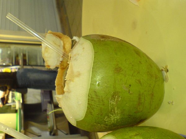 Coconut - New World Encyclopedia