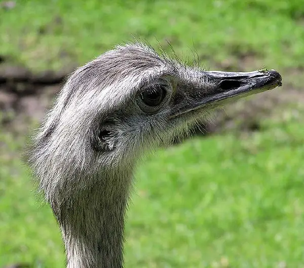 Rhea (bird) - New World Encyclopedia