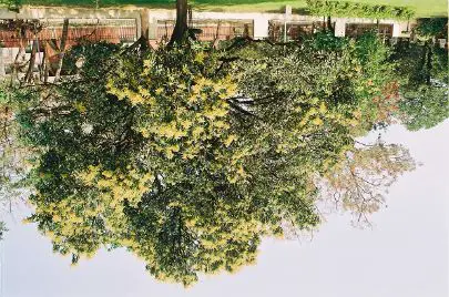 Mango - New World Encyclopedia