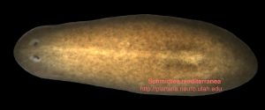 Planarian - New World Encyclopedia