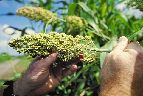 Sorghum - New World Encyclopedia