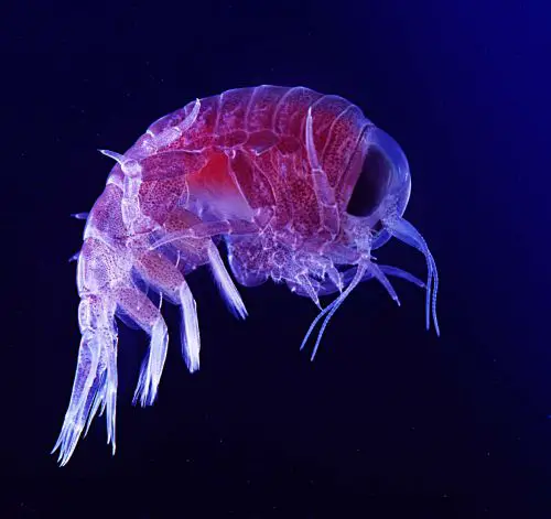 Amphipod - New World Encyclopedia