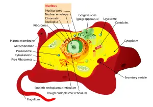 Eukaryote - New World Encyclopedia