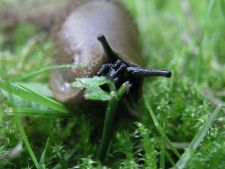 Slug - New World Encyclopedia