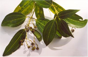 Cinnamon - New World Encyclopedia