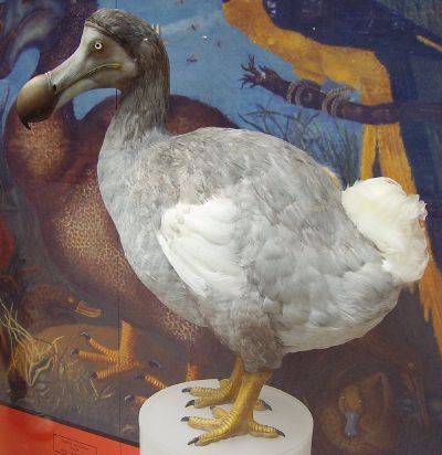 Dodo - New World Encyclopedia