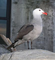 Gull - New World Encyclopedia