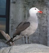 Gull - New World Encyclopedia