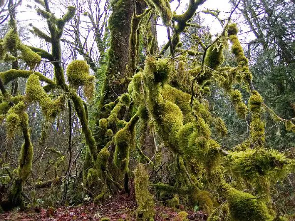 Moss - New World Encyclopedia