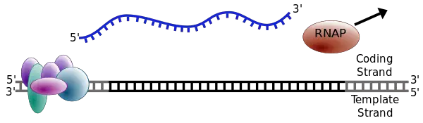 Transcription (genetics) - New World Encyclopedia