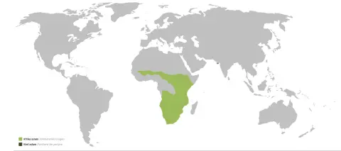 Lion - New World Encyclopedia