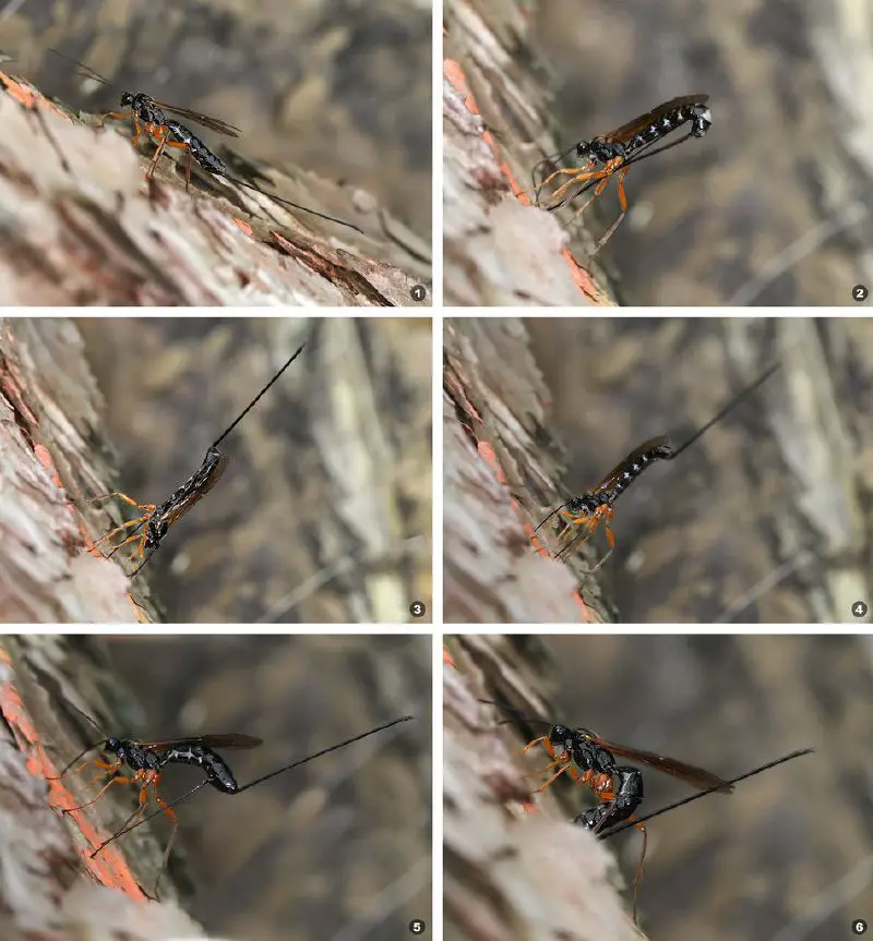 Ichneumonidae - New World Encyclopedia