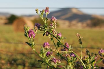 Alfalfa - New World Encyclopedia