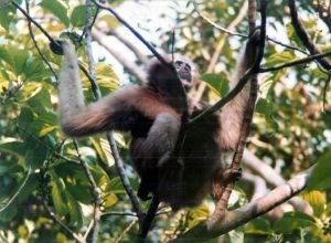 Hoolock gibbon - New World Encyclopedia