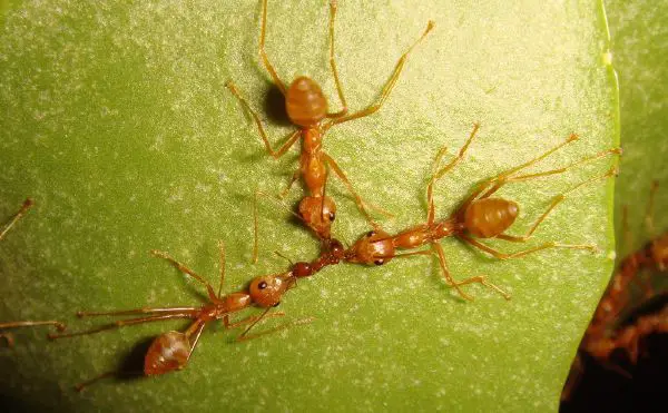 Ant - New World Encyclopedia