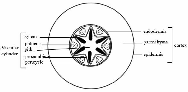 Root - New World Encyclopedia