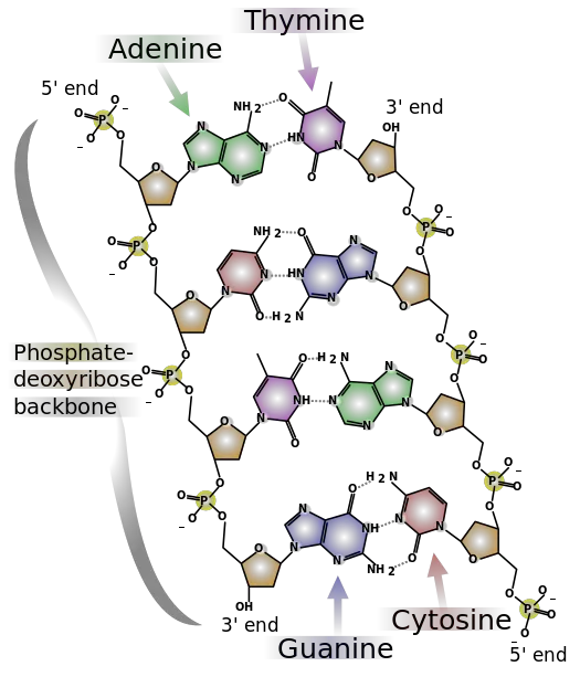DNA - New World Encyclopedia