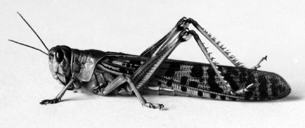 Locust - New World Encyclopedia