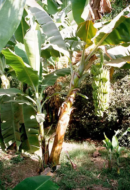 Banana - New World Encyclopedia