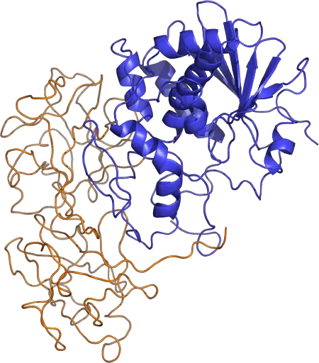 Ricin - New World Encyclopedia