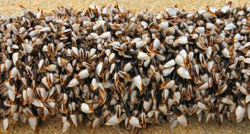 Barnacle - New World Encyclopedia