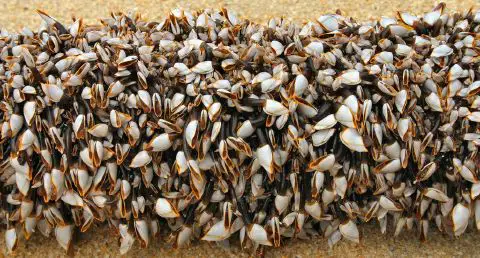 Barnacle - New World Encyclopedia