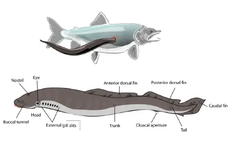 Lamprey - New World Encyclopedia