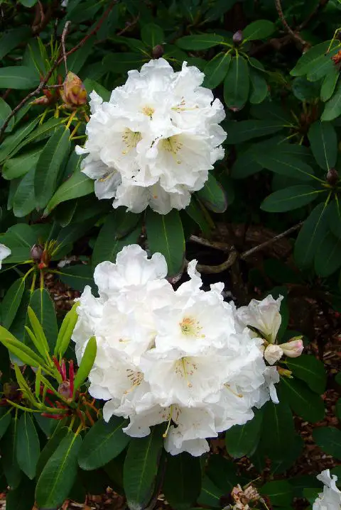 Rhododendron - New World Encyclopedia