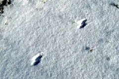 Ermine - New World Encyclopedia