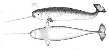 Narwhal - New World Encyclopedia