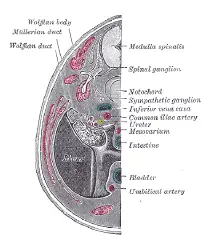 Notochord - New World Encyclopedia