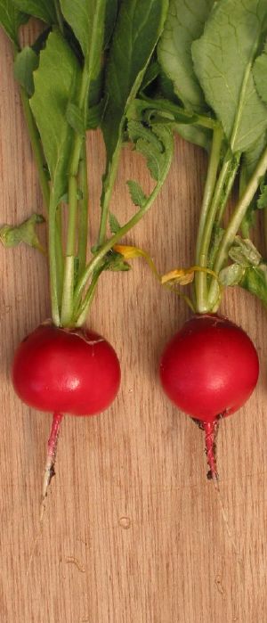 Radish - New World Encyclopedia