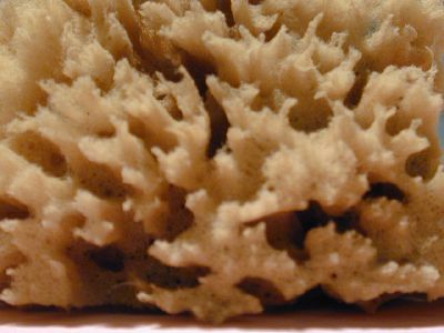 Sponge - New World Encyclopedia