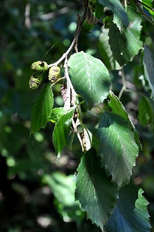 Alder - New World Encyclopedia
