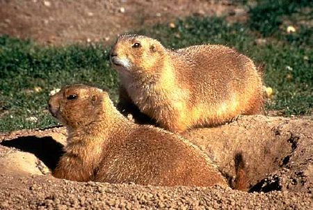 Squirrel - New World Encyclopedia