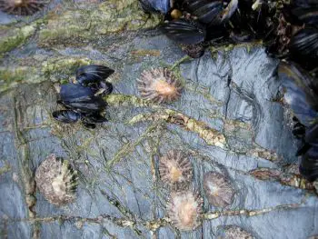 Limpet - New World Encyclopedia